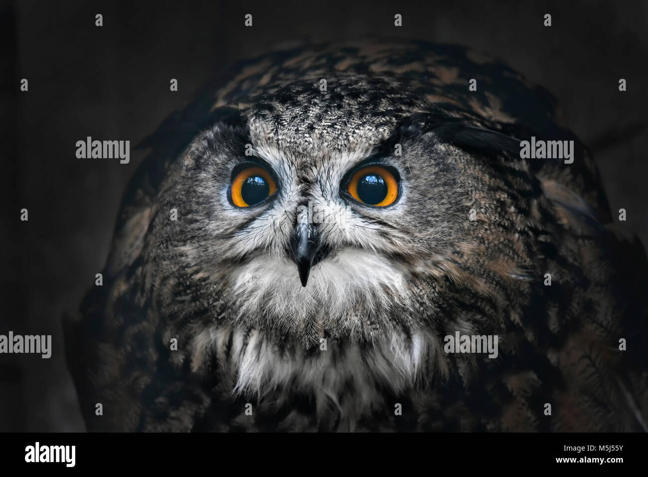 Portrait of eagle owl, Bubo bubo Stock Photo - Alamy