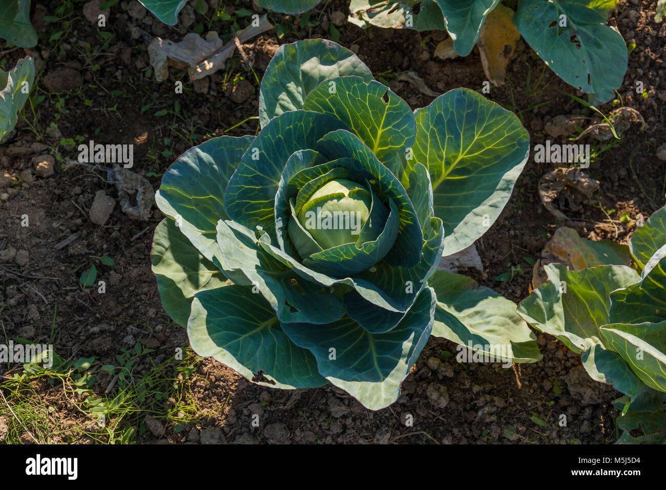 White cabbage growing on field Stock Photo - Alamy