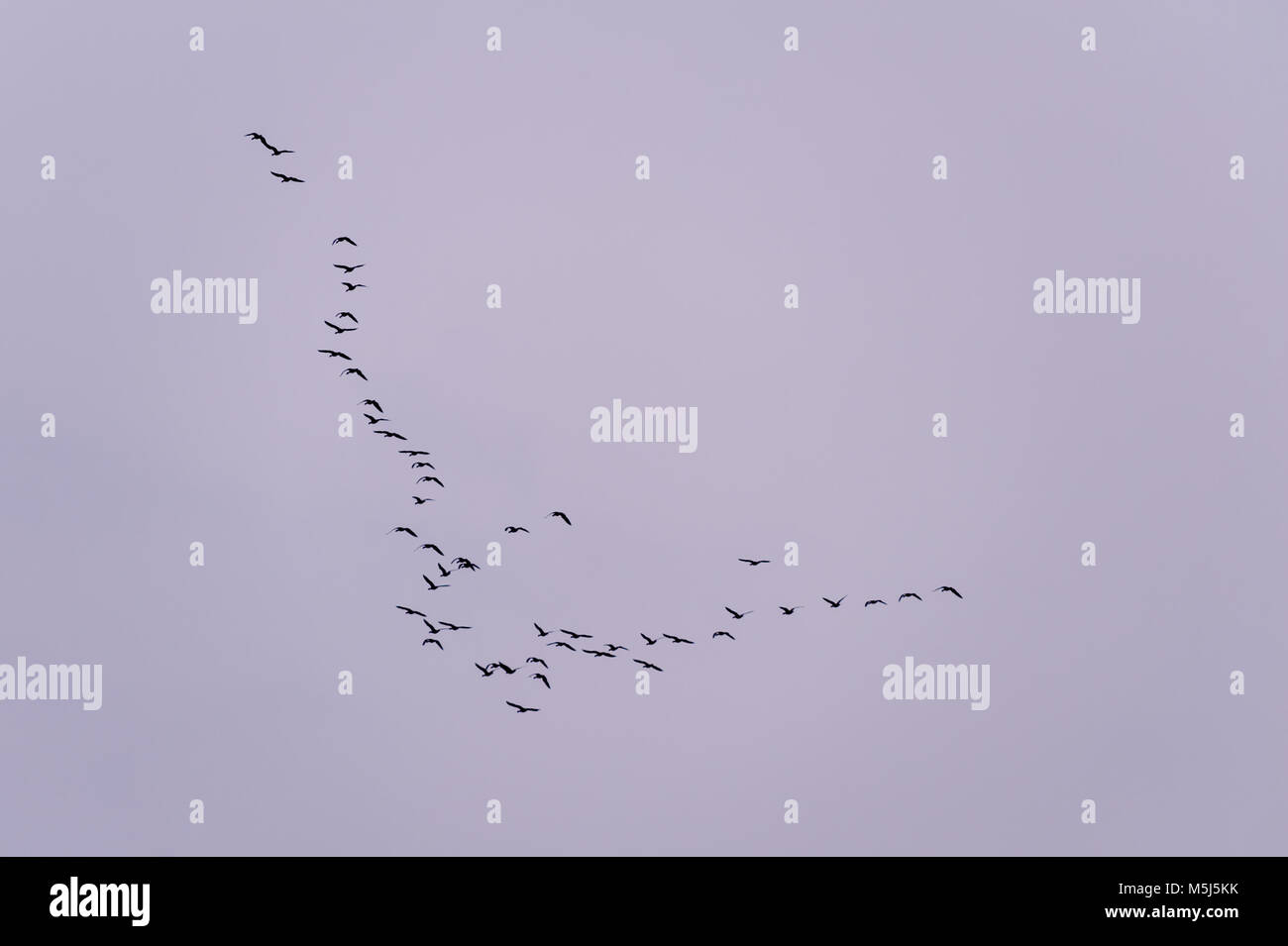 Silhouettes of a high flying flock of geese under a monotone sky Stock ...