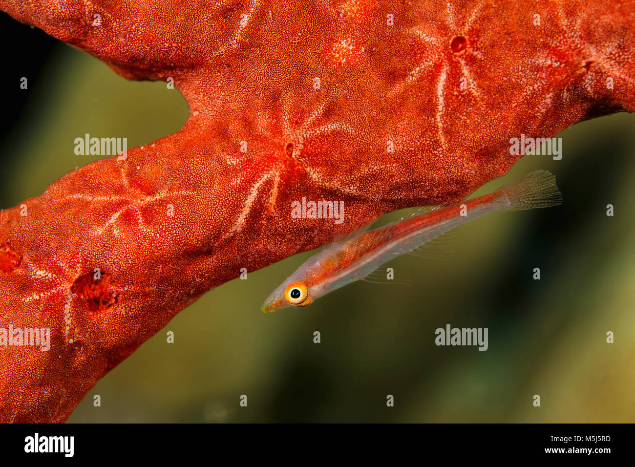 Egypt, Red Sea, Hurghada, michel¬¥s host goby on toxic finger-sponge ...