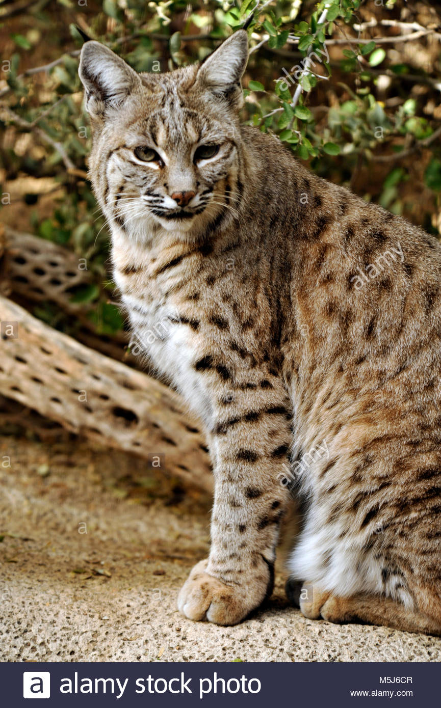 Portrait Of Bobcat Sitting Stock Photos & Portrait Of Bobcat Sitting ...
