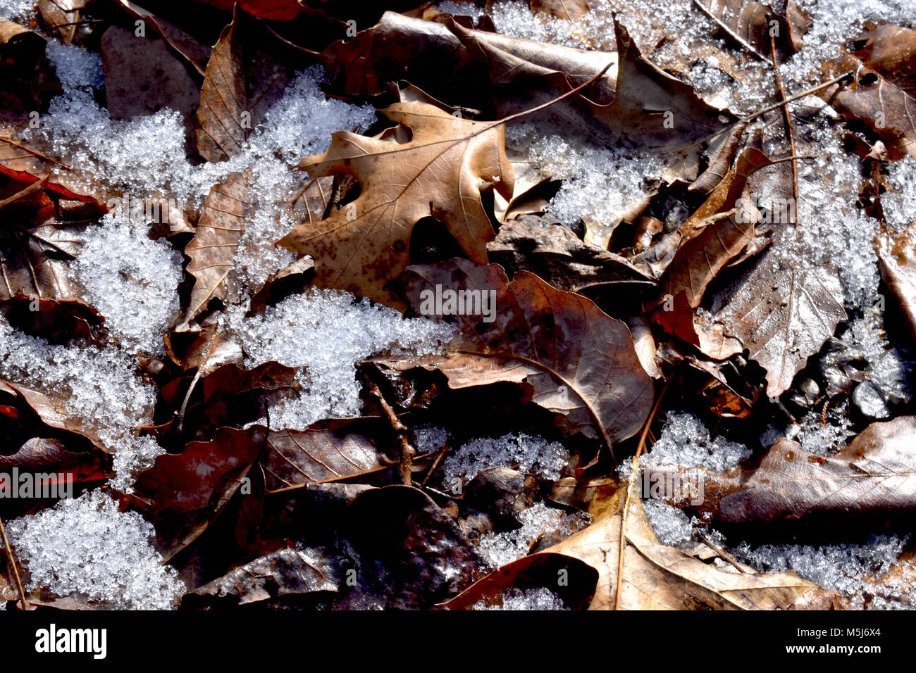 Leaves and snow Stock Photo - Alamy