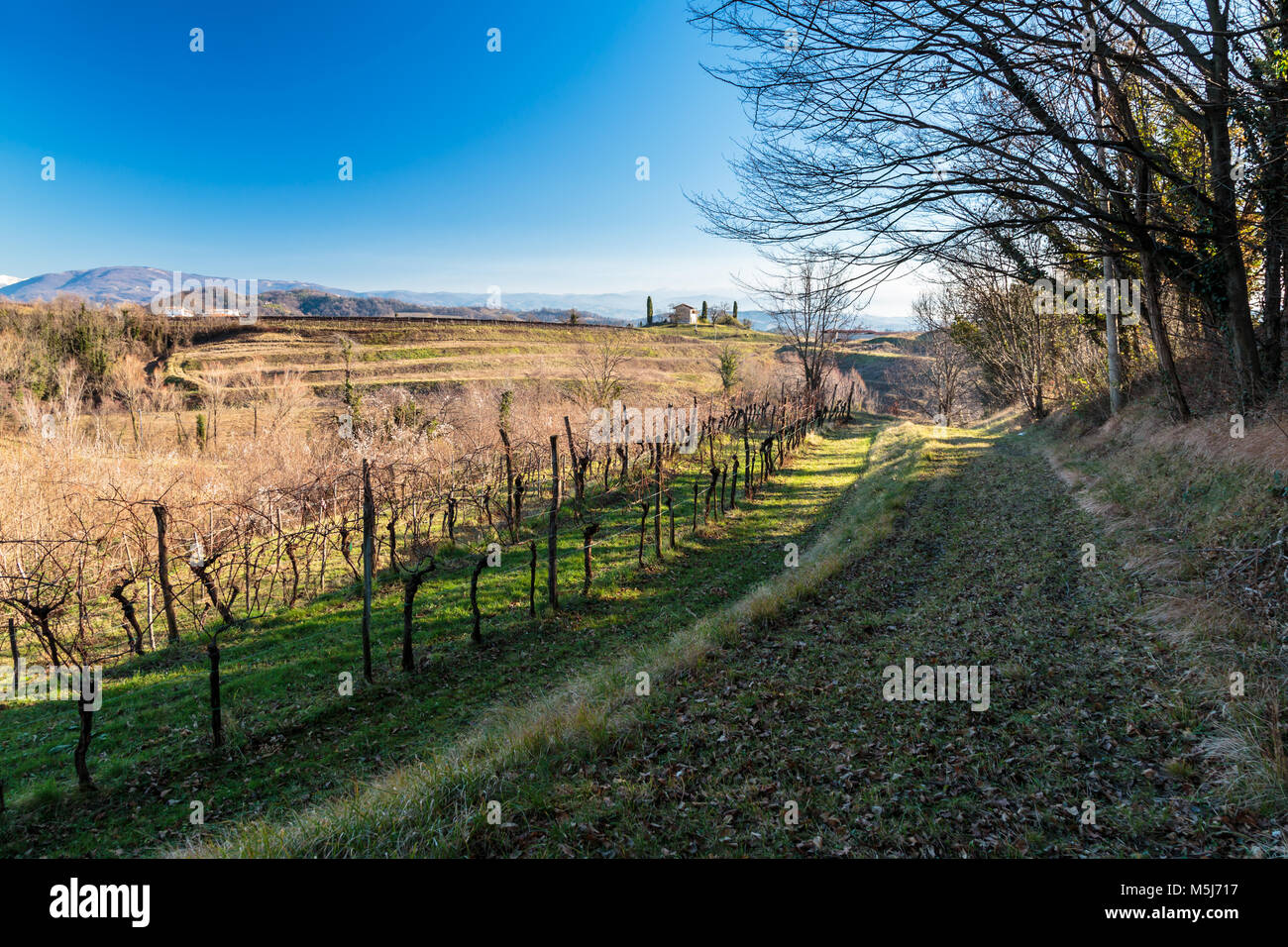 Sunset in the grapevine fields near the Abbey of Rosazzo, Collio ...