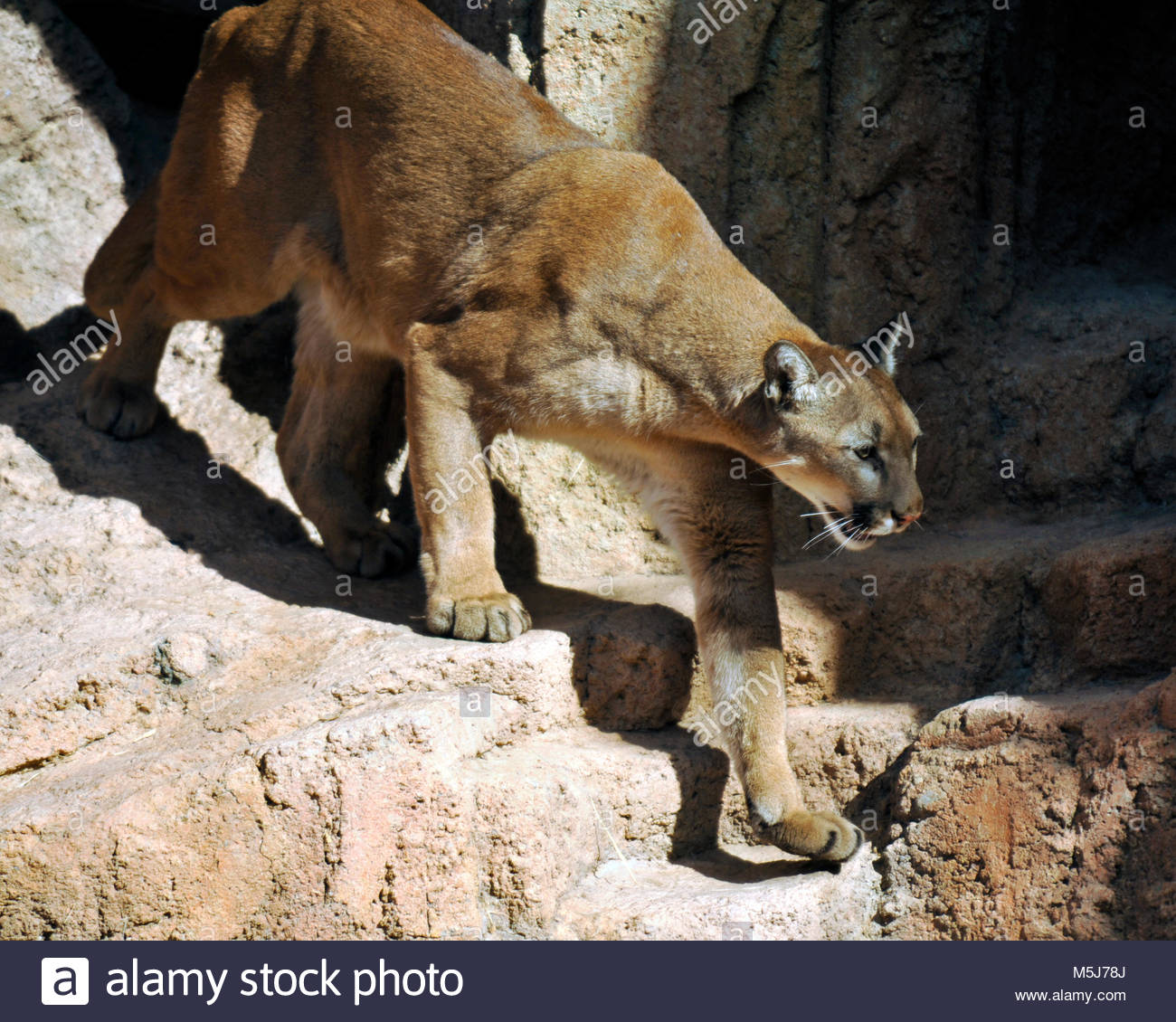 Cougar Running High Resolution Stock Photography and Images - Alamy