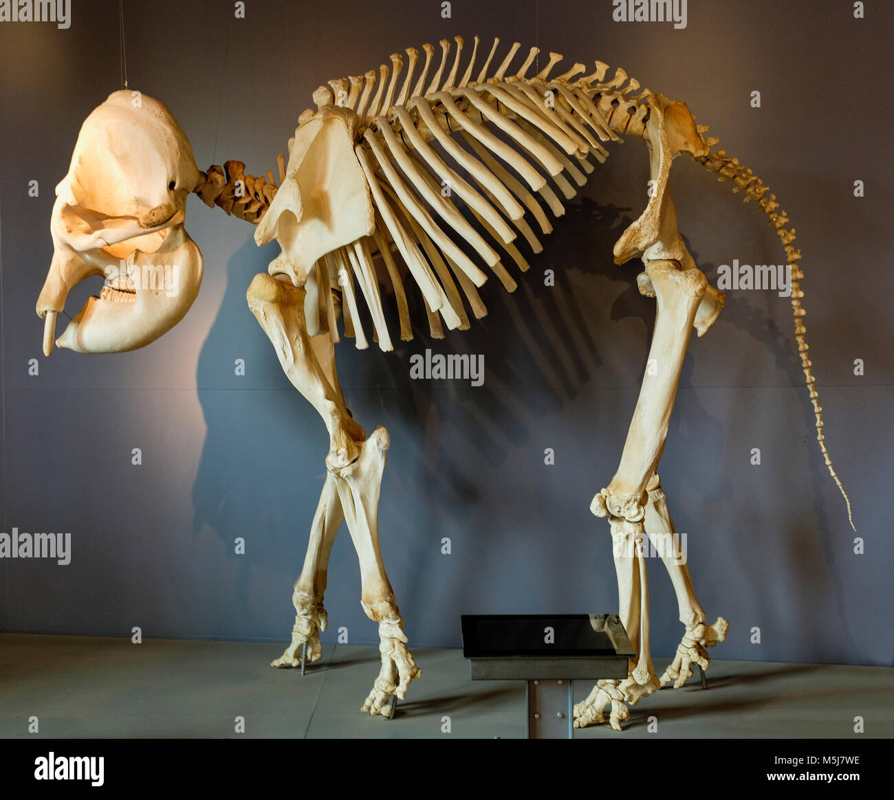 Elephant Skeleton Stock Photos & Elephant Skeleton Stock Images - Alamy