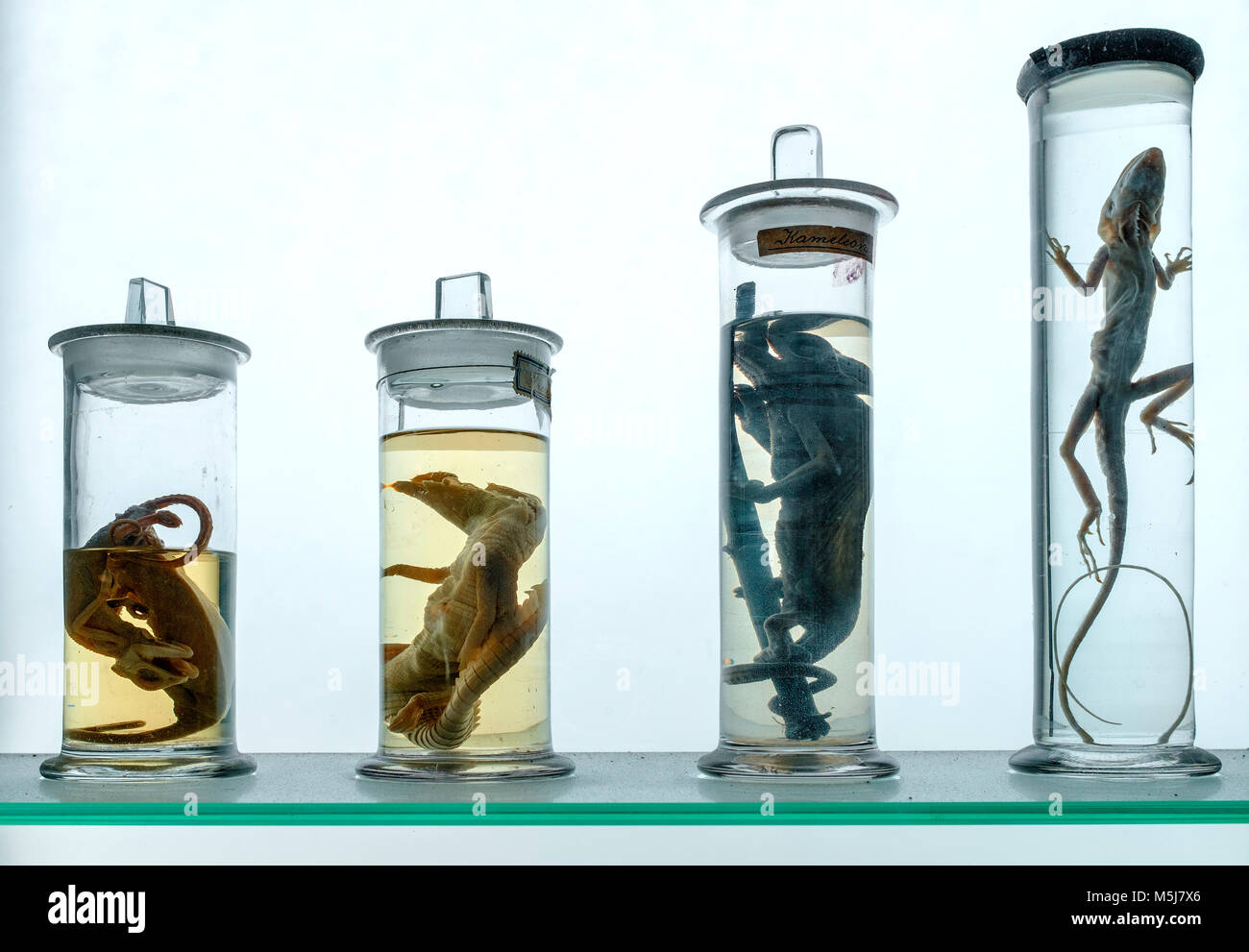 Copenhagen, Zealand region / Denmark - 2017/07/26: Natural History ...