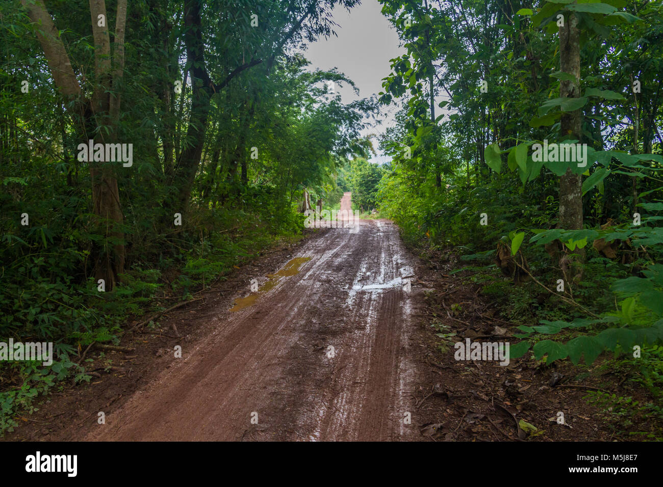 Rural Road in the Rainy Season Stock Photo - Alamy
