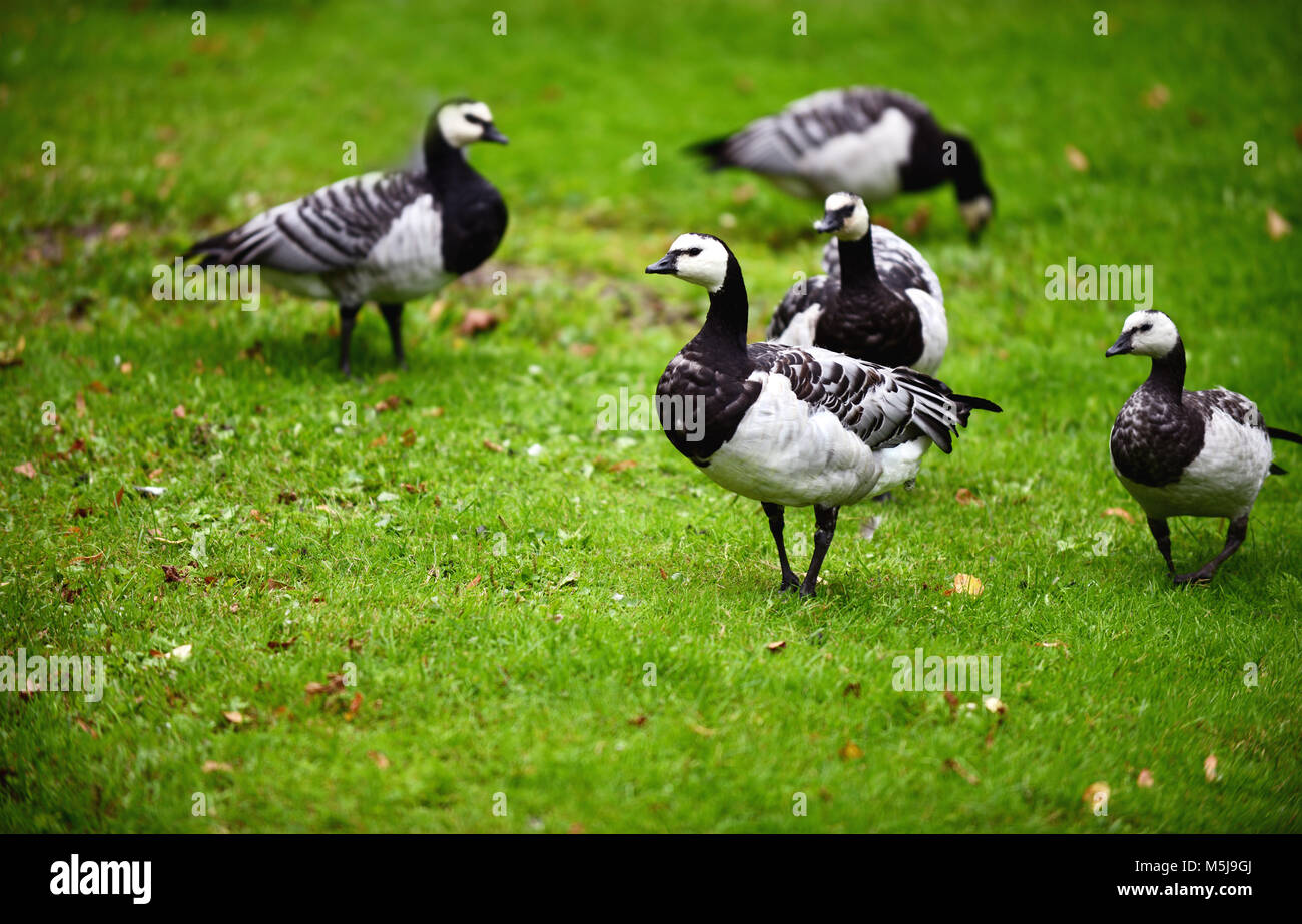 barnacle geese in the wild in Finland Stock Photo - Alamy