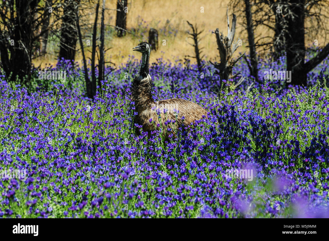 Pattersons curse hi-res stock photography and images - Alamy