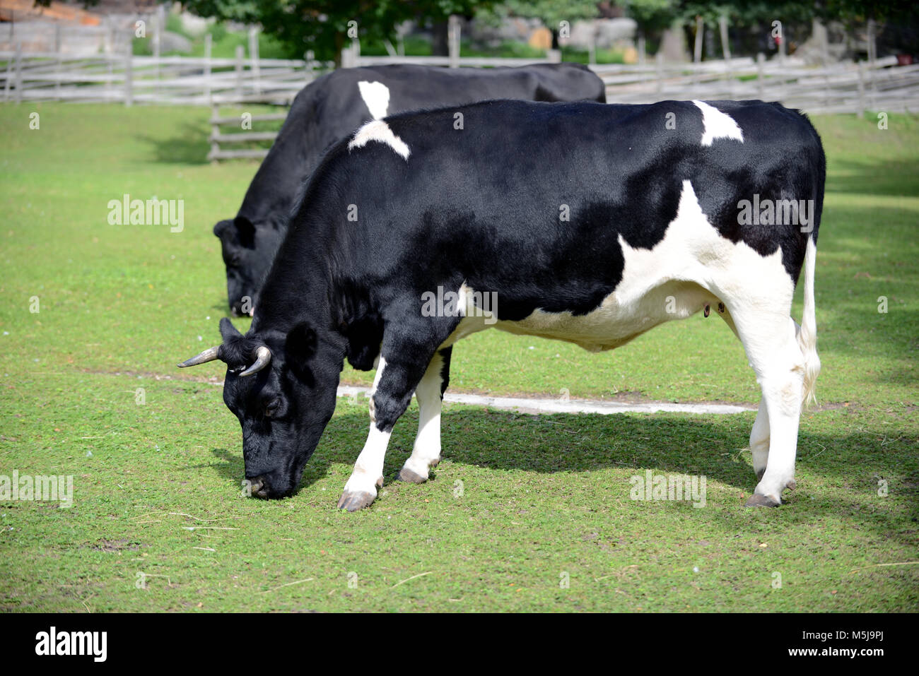 Holstein cow walking hi-res stock photography and images - Alamy