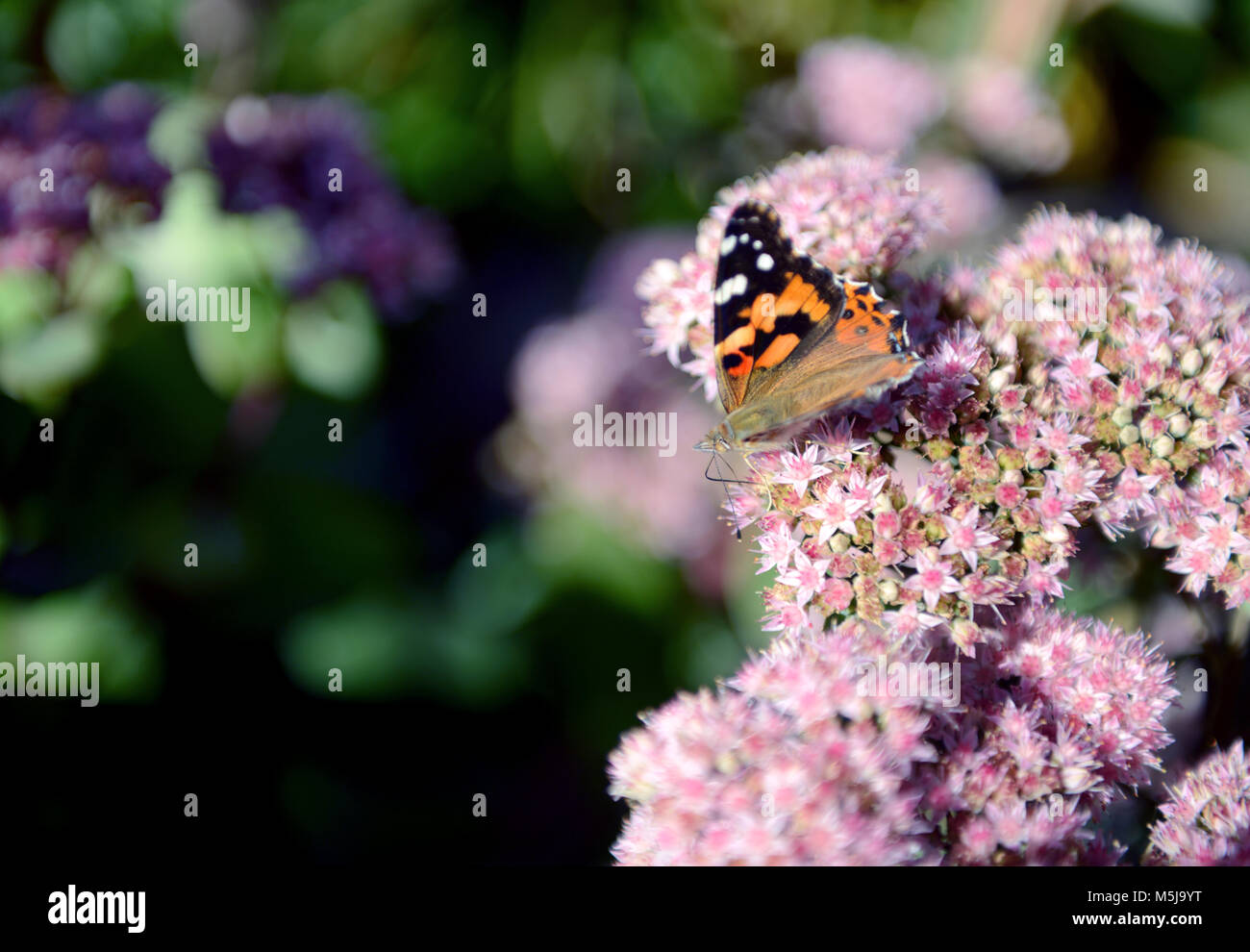 Monarch butterfly on a flower Stock Photo - Alamy
