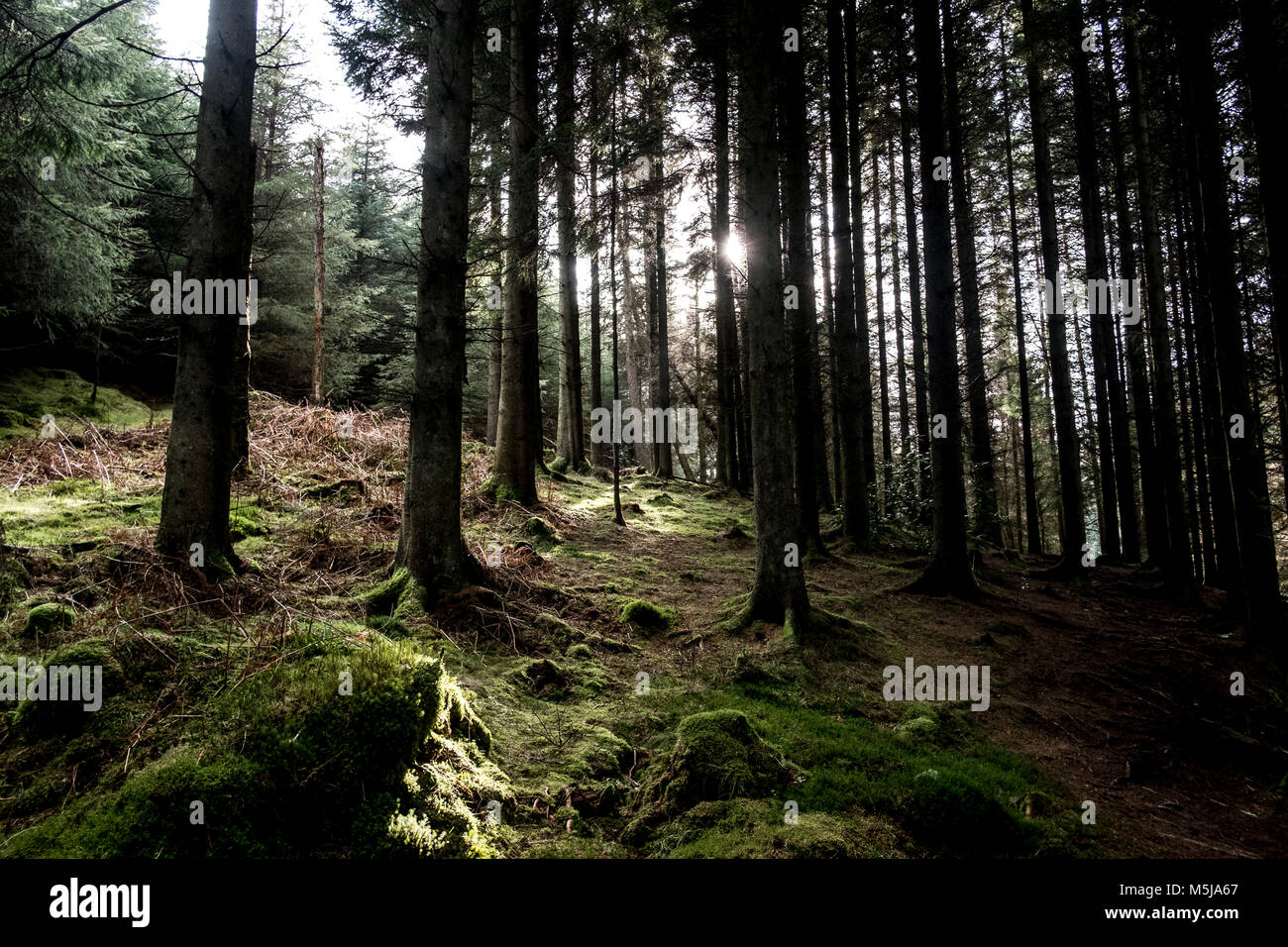 Scottish forest hi-res stock photography and images - Alamy