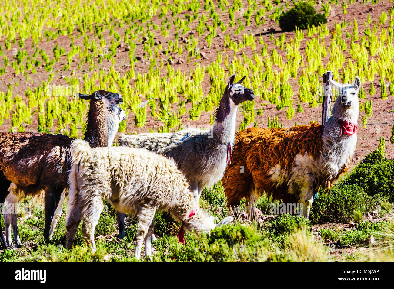 Llamas sky brown hi-res stock photography and images - Alamy