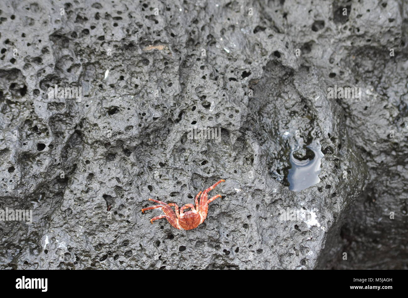 A small orange crab, sits upon a black volcanic rock in Hawaii, waiting ...