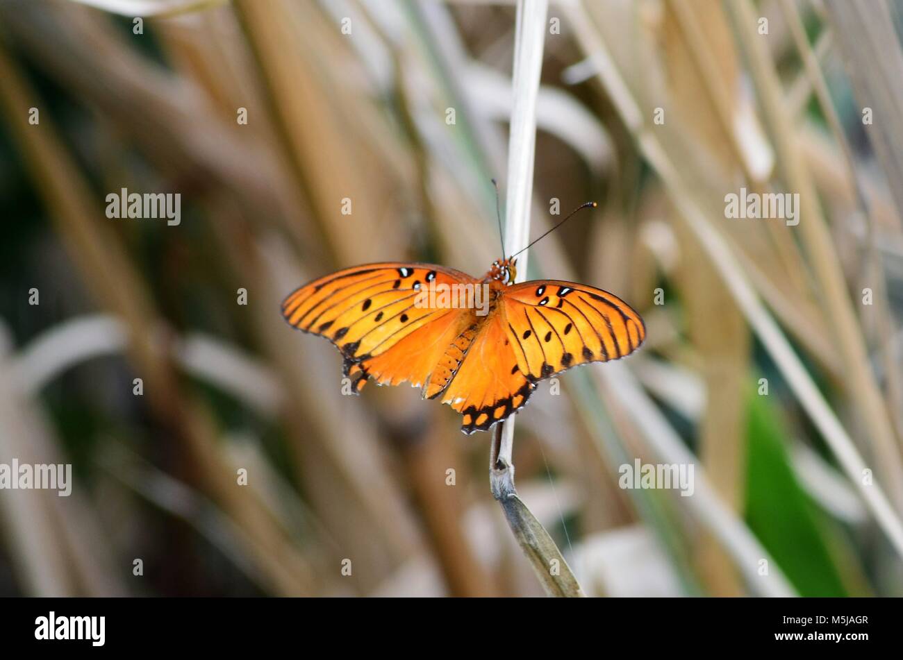 A stunning beautiful orange butterfly lands for a short time, before ...