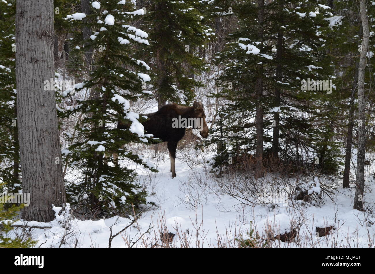 Cow moose standing in snow hi-res stock photography and images - Alamy