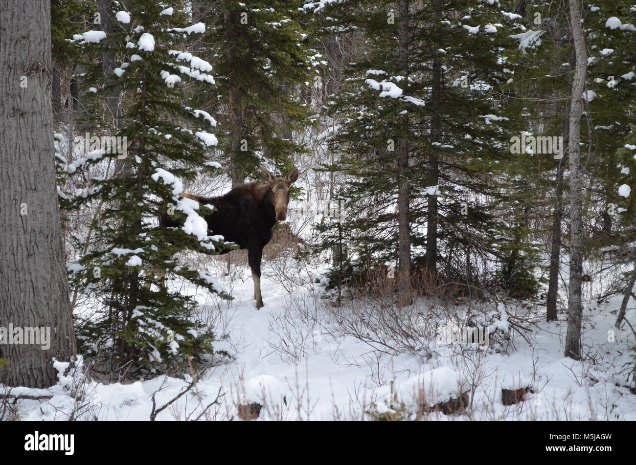 A young moose stands in the forest amongst the evergreen trees ...