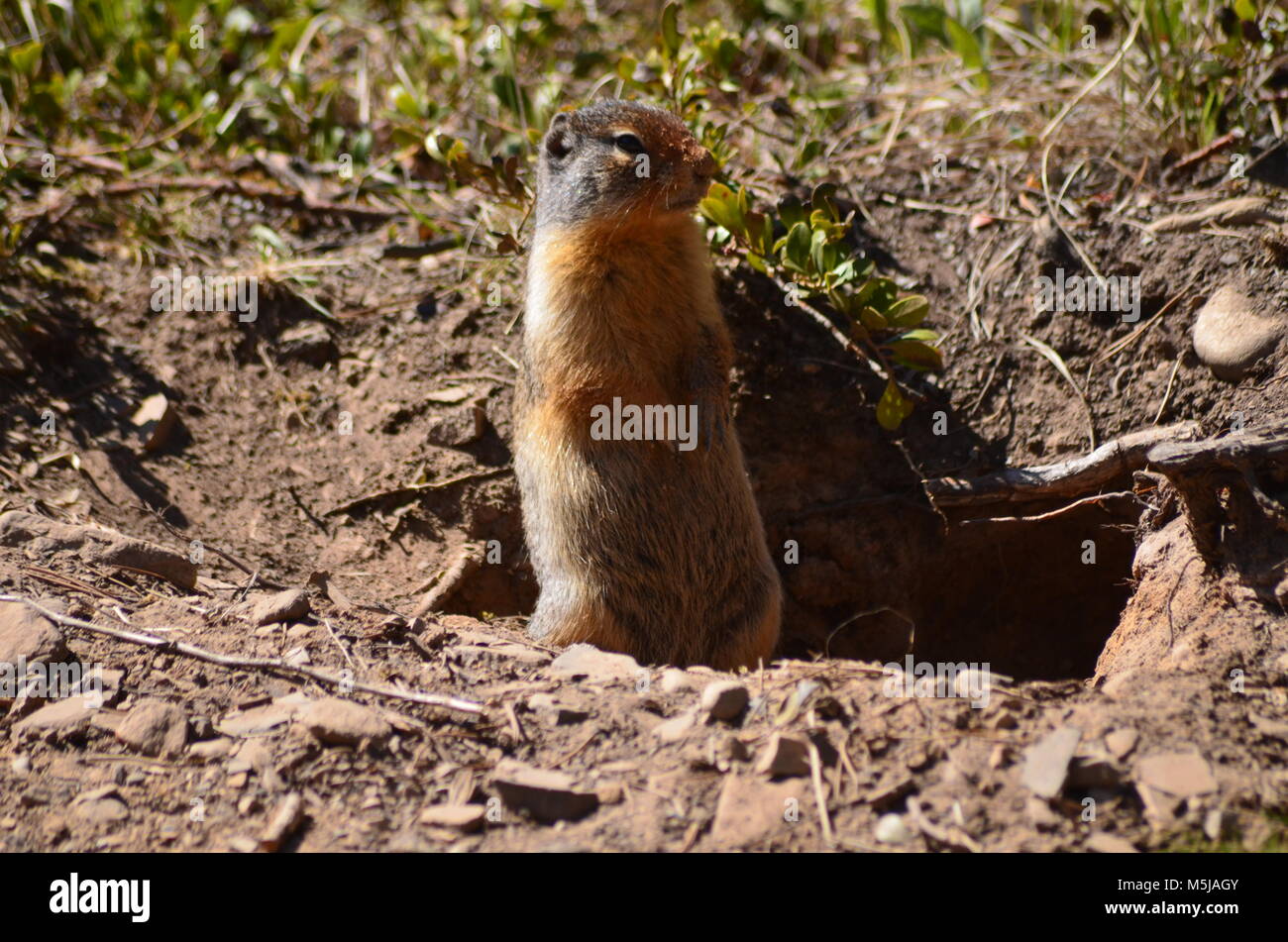 Groundhog burrow hi-res stock photography and images - Alamy