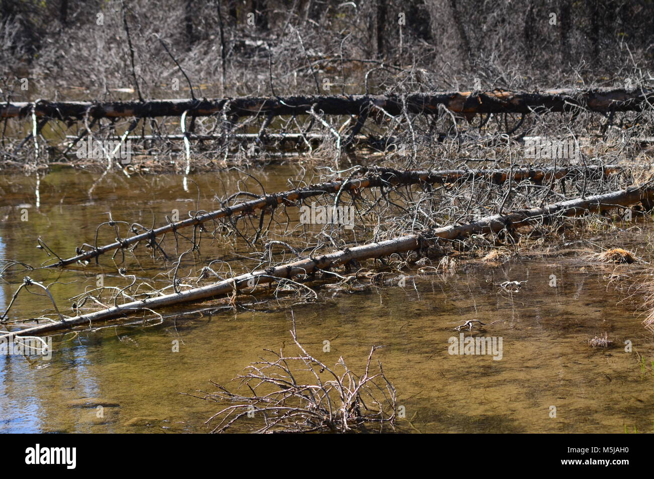 Swamp with dead trees hi-res stock photography and images - Alamy