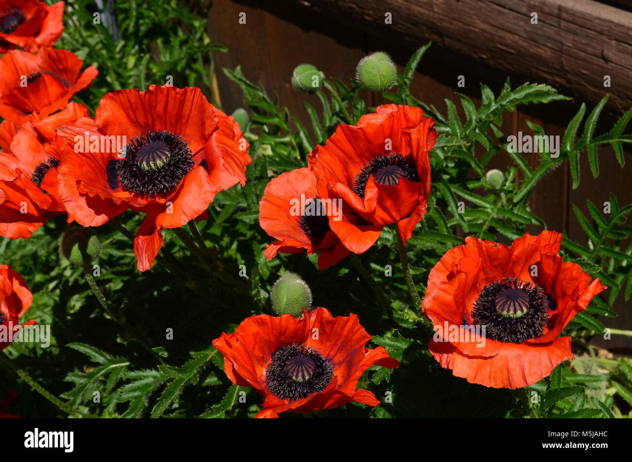 Stunning ornamental orange poppies bloom in spring and early summer ...