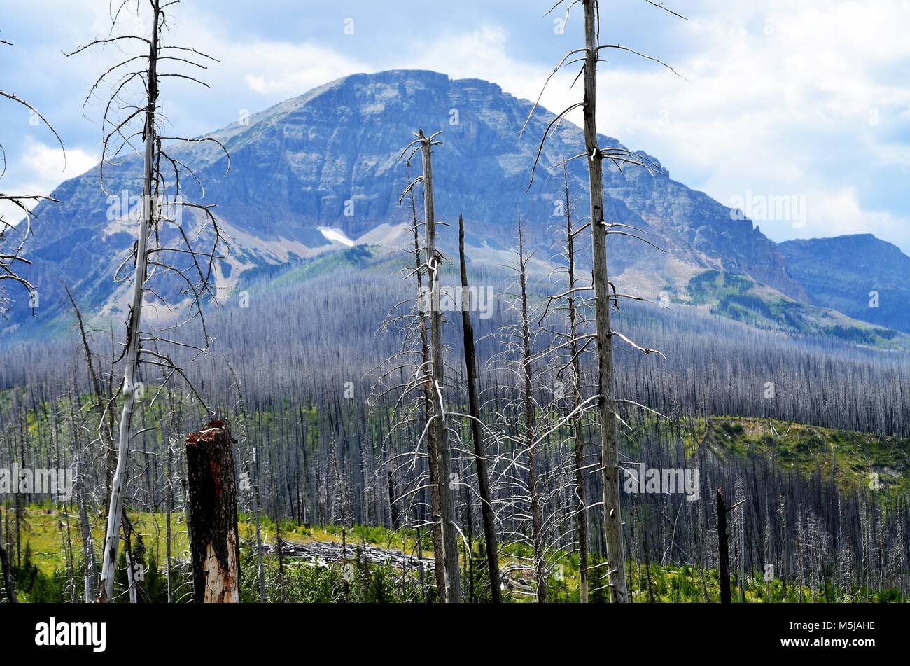 Nature, after a forest fire with an amazing view of snow covered ...