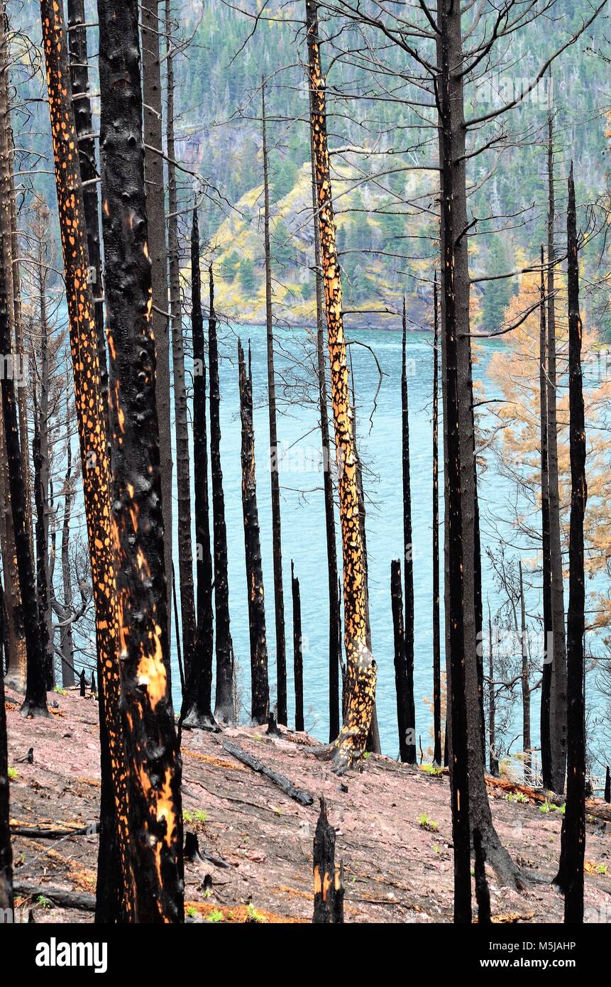 New growth after forest fire hi-res stock photography and images - Alamy