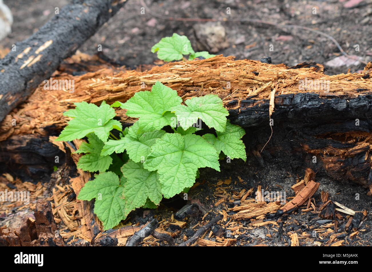 New growth after forest fire hi-res stock photography and images - Alamy