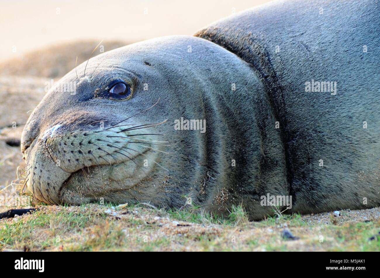 A monk seal has come inland from the ocean, to lay on the sandy ...