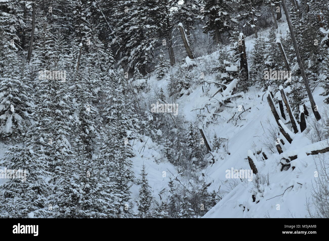 A picturous view of the forest after a heavy snow fall, covering the ...