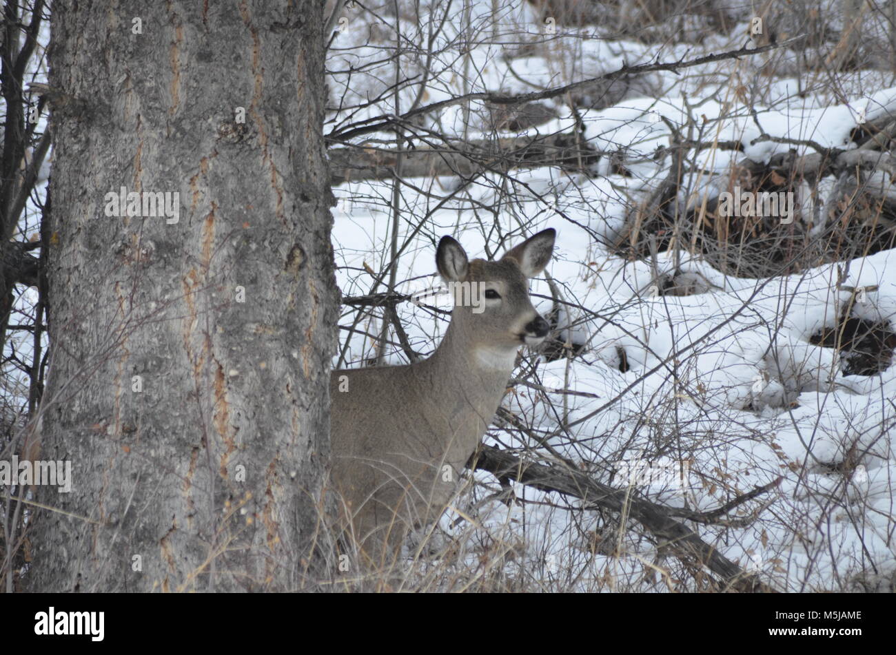 A small doe, stands behind a tree having a look and making sure there ...