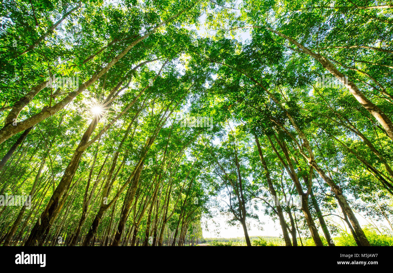 Rubber Plantation Vietnam Asia High Resolution Stock Photography and ...