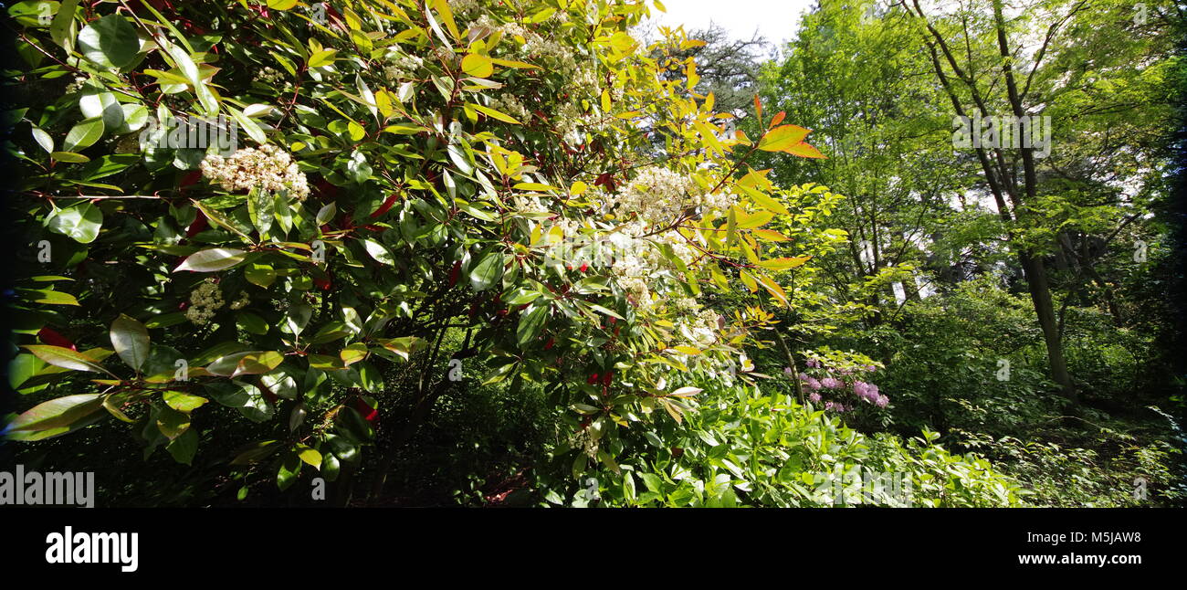spetchley park gardens worcester worcestershire midlands, england, uk ...