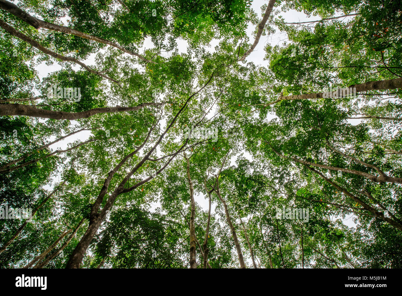 Top of rubber tree and rubber leaf and rubber plantation tree ...