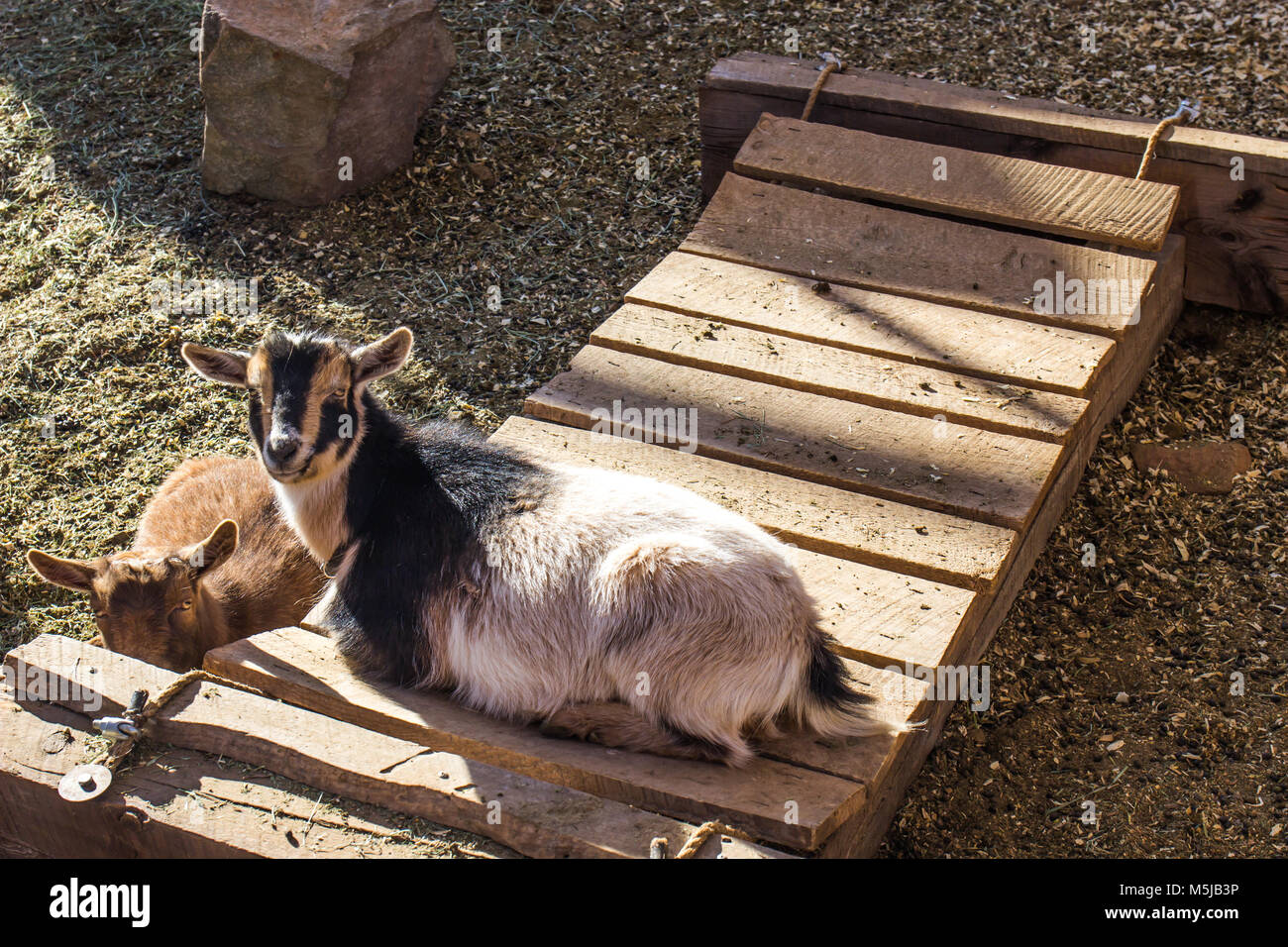 Two goats resting hi-res stock photography and images - Alamy