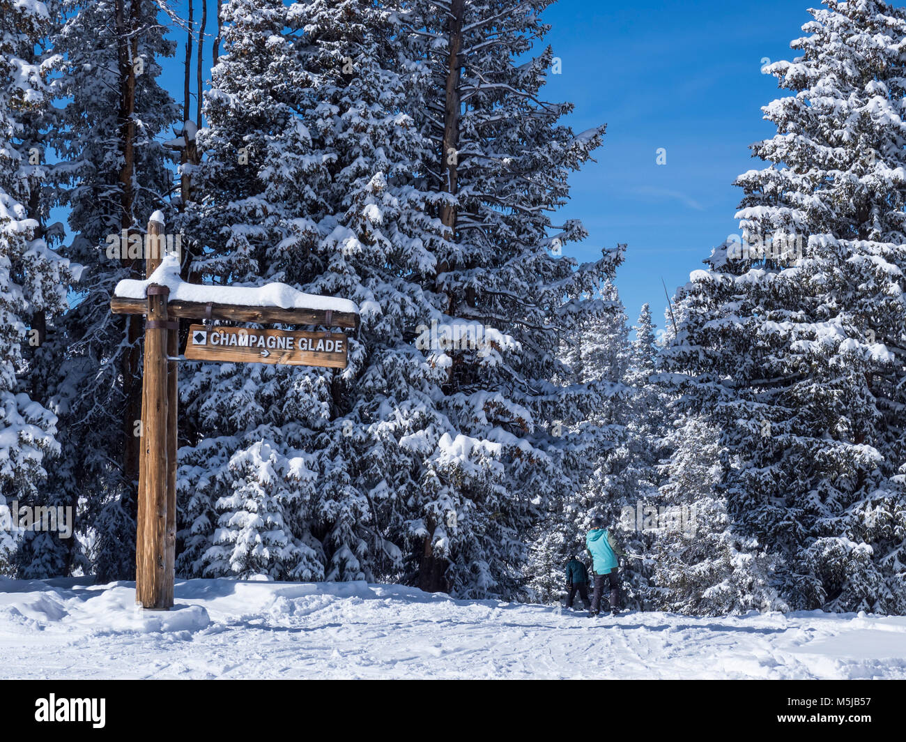 Top of the Champagne Glade Trail, Belle's Camp, Blue Sky Basin, winter ...
