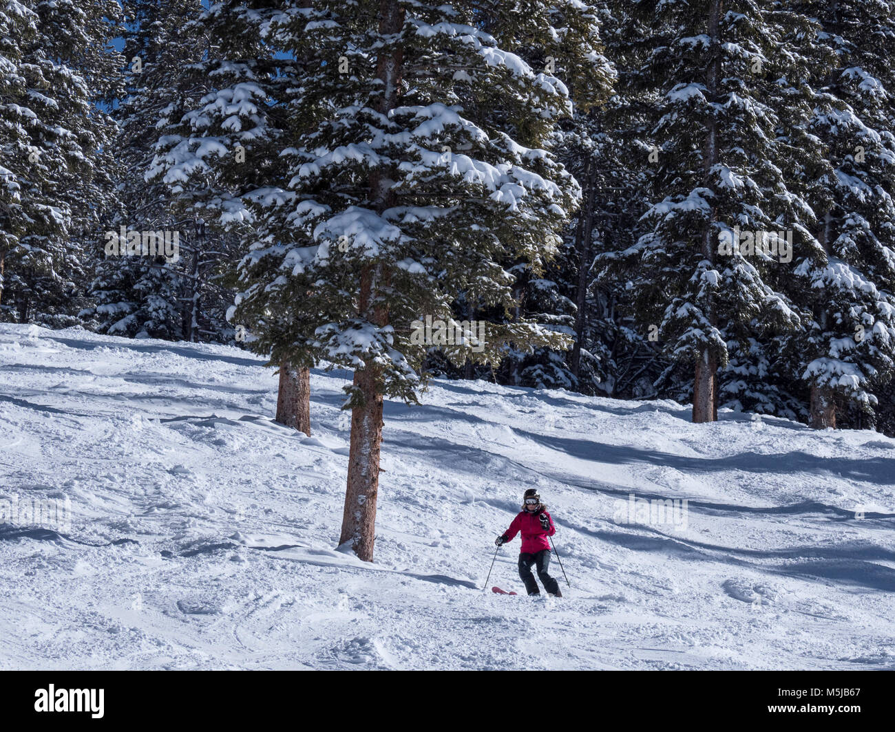 Skier skis The Star trail, winter, Blue Sky Basin, Vail Ski Resort ...