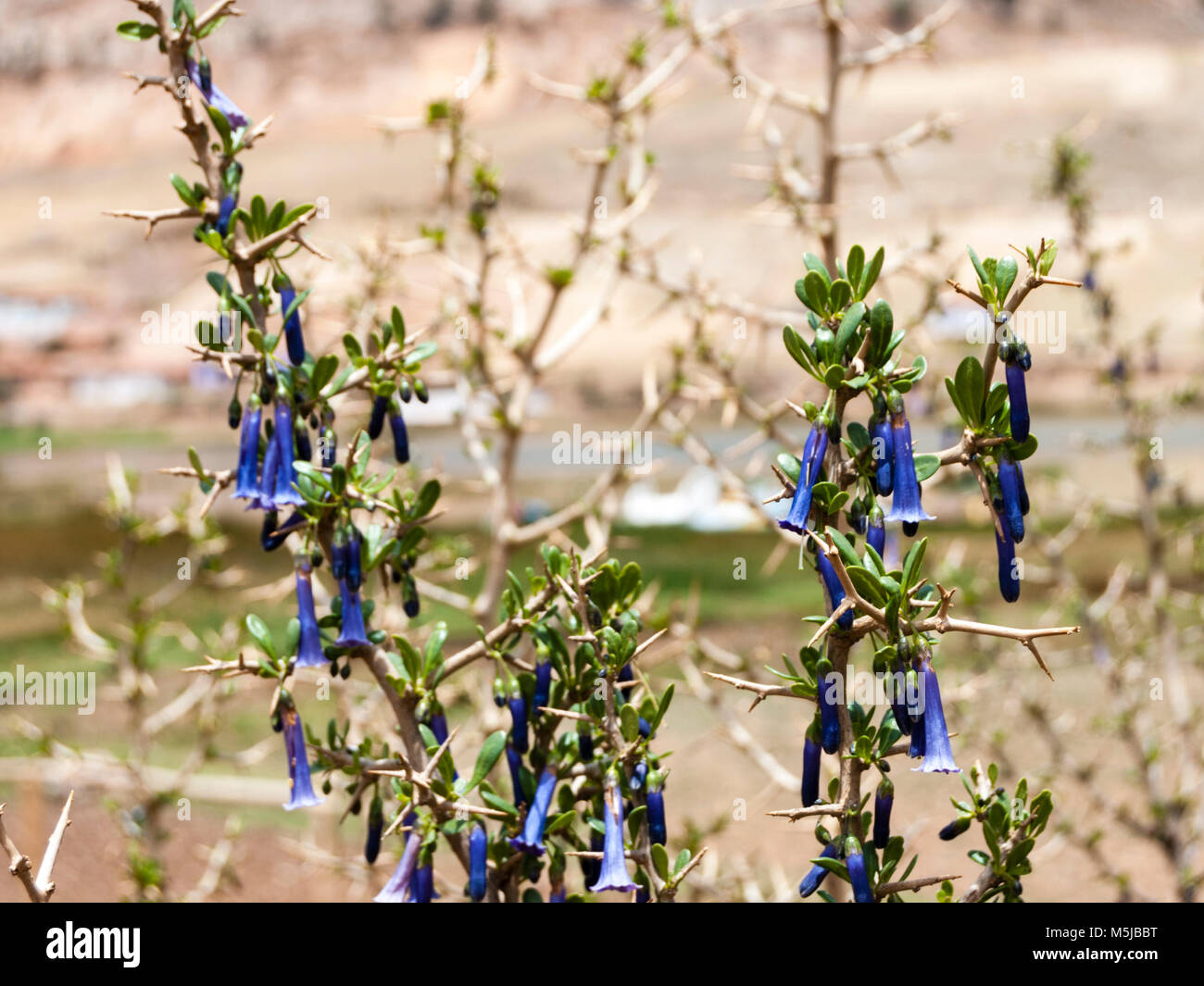Flor nacional del peru hi-res stock photography and images - Alamy