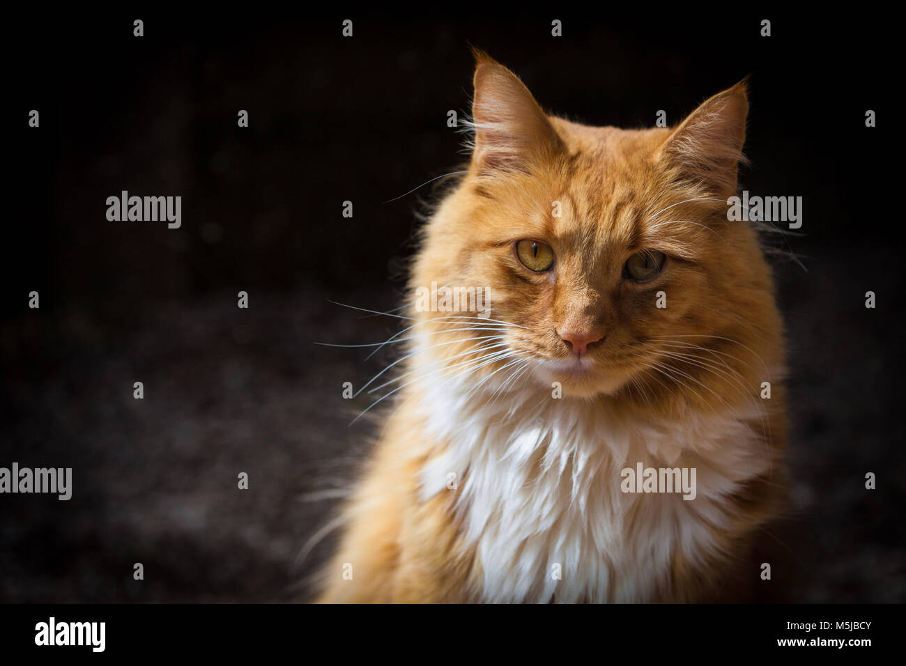 Ginger cat looking straight at you portrait Stock Photo - Alamy
