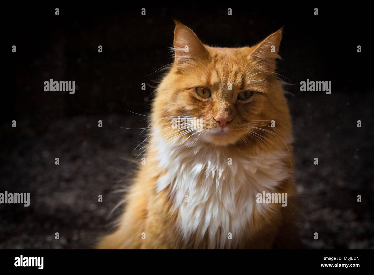 Ginger cat portrait Stock Photo - Alamy