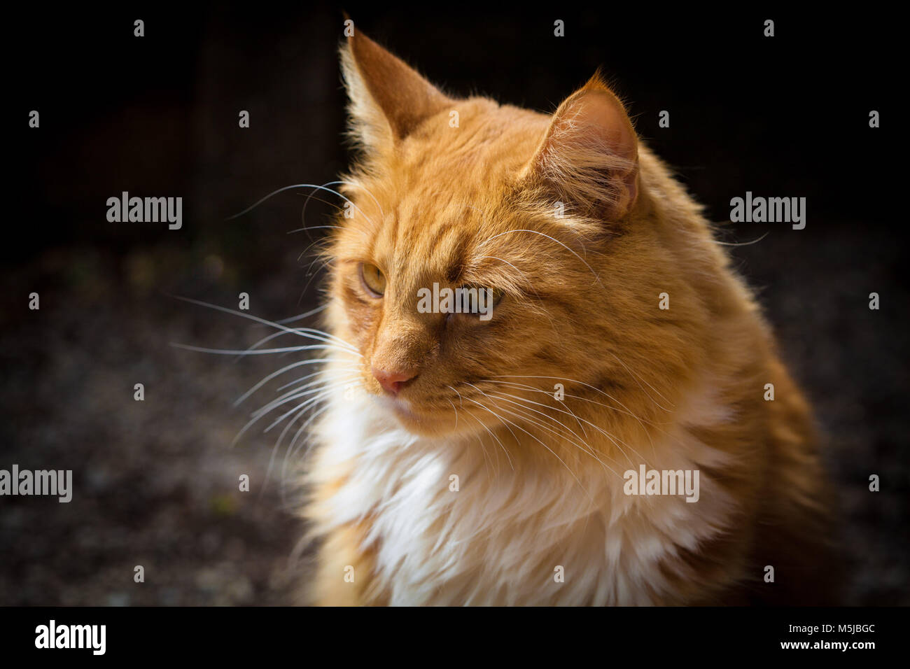 Ginger cat portrait closeup Stock Photo - Alamy