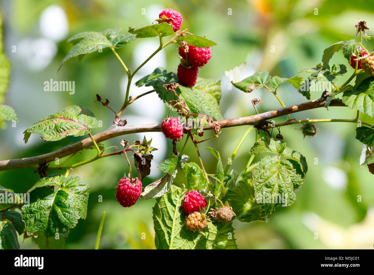 Raspberries on branches. Raspberry bush Stock Photo - Alamy