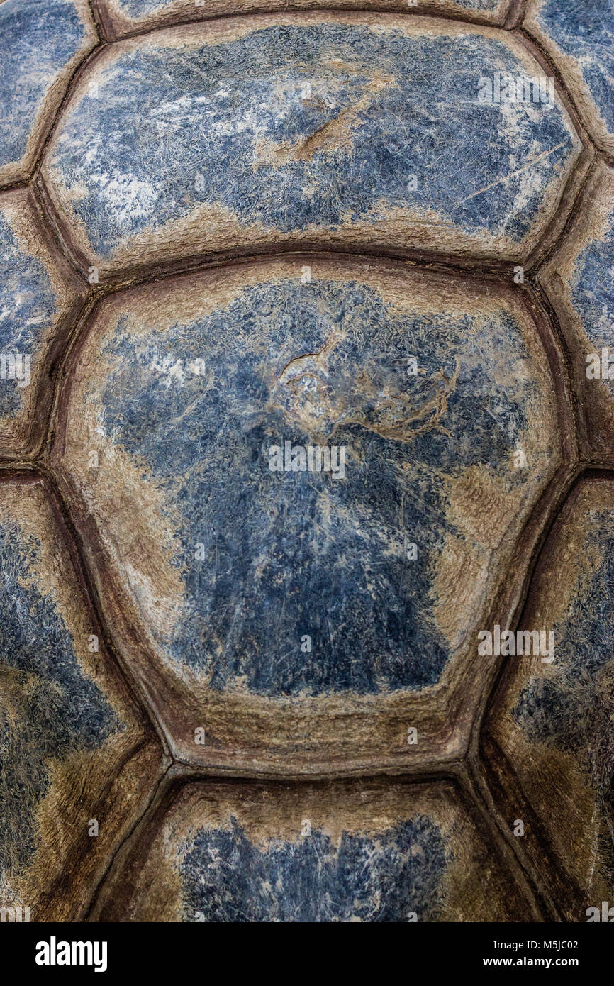 Dome shaped shell hi-res stock photography and images - Alamy