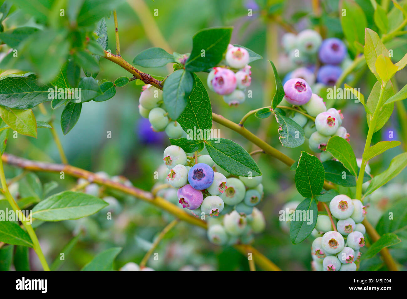 Unripe blueberry. Berry blueberries on branches Stock Photo - Alamy