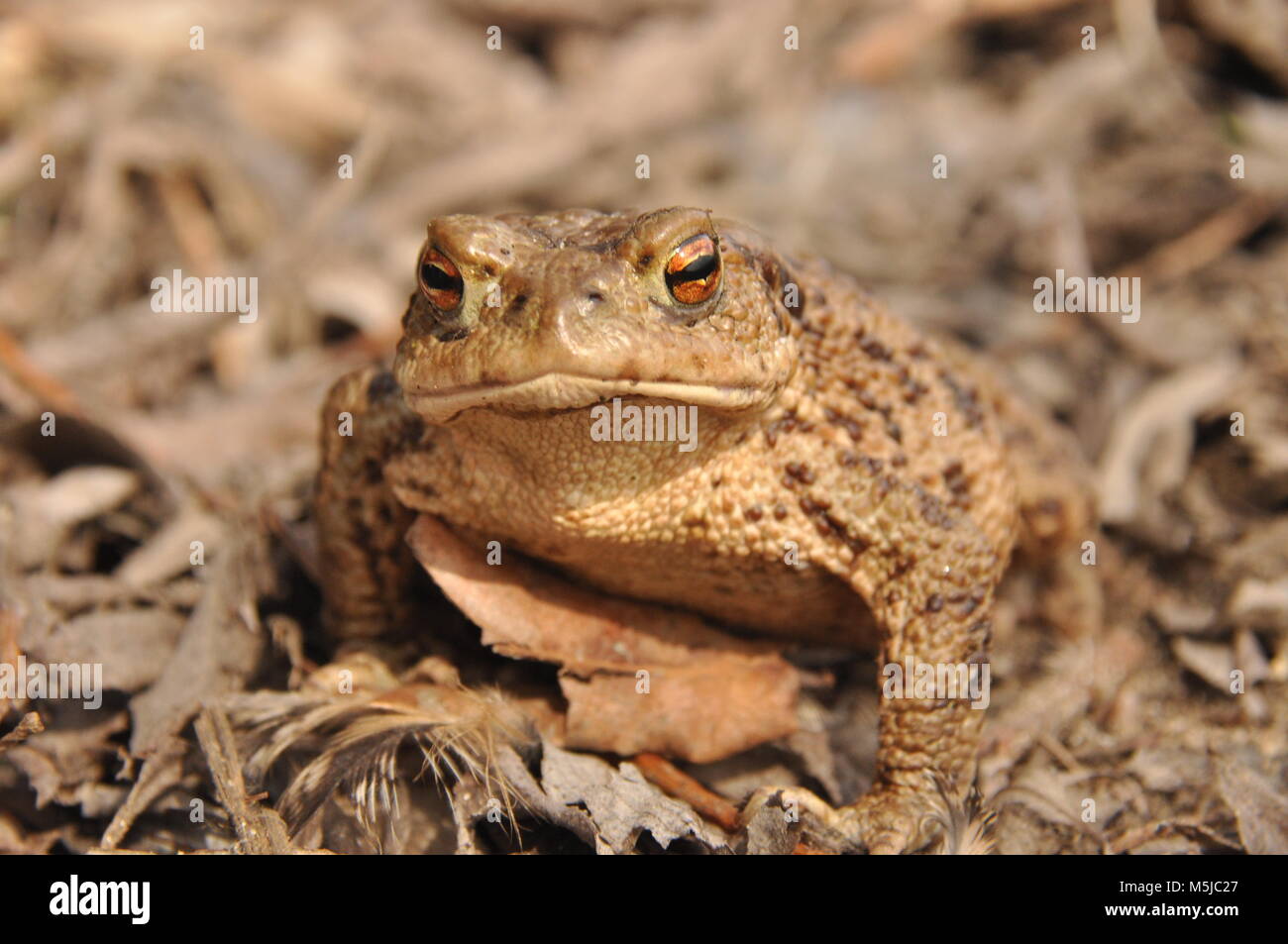 Toad. Amphibian during the spring awakening and mating Stock Photo - Alamy