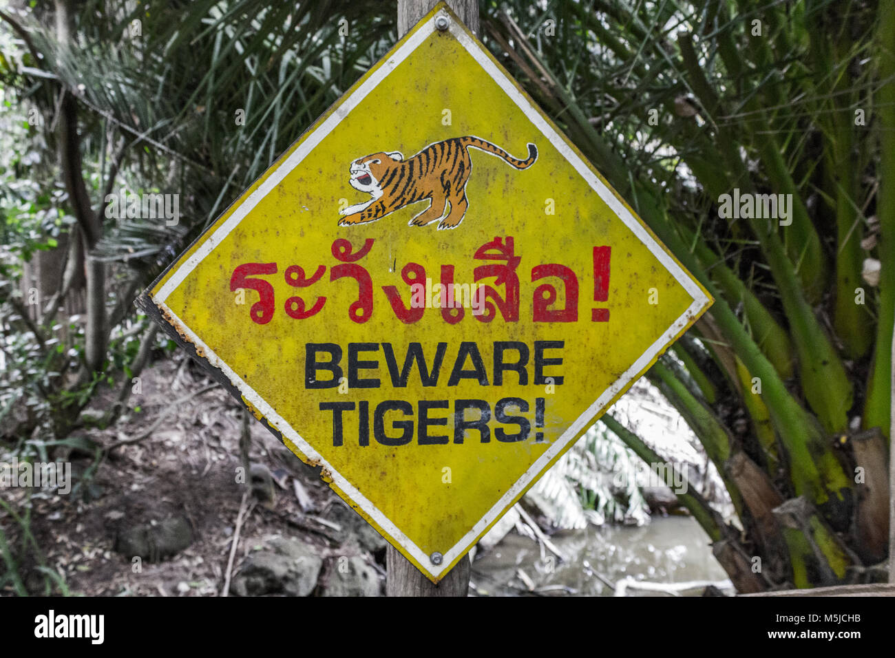 Beware tigers hi-res stock photography and images - Alamy