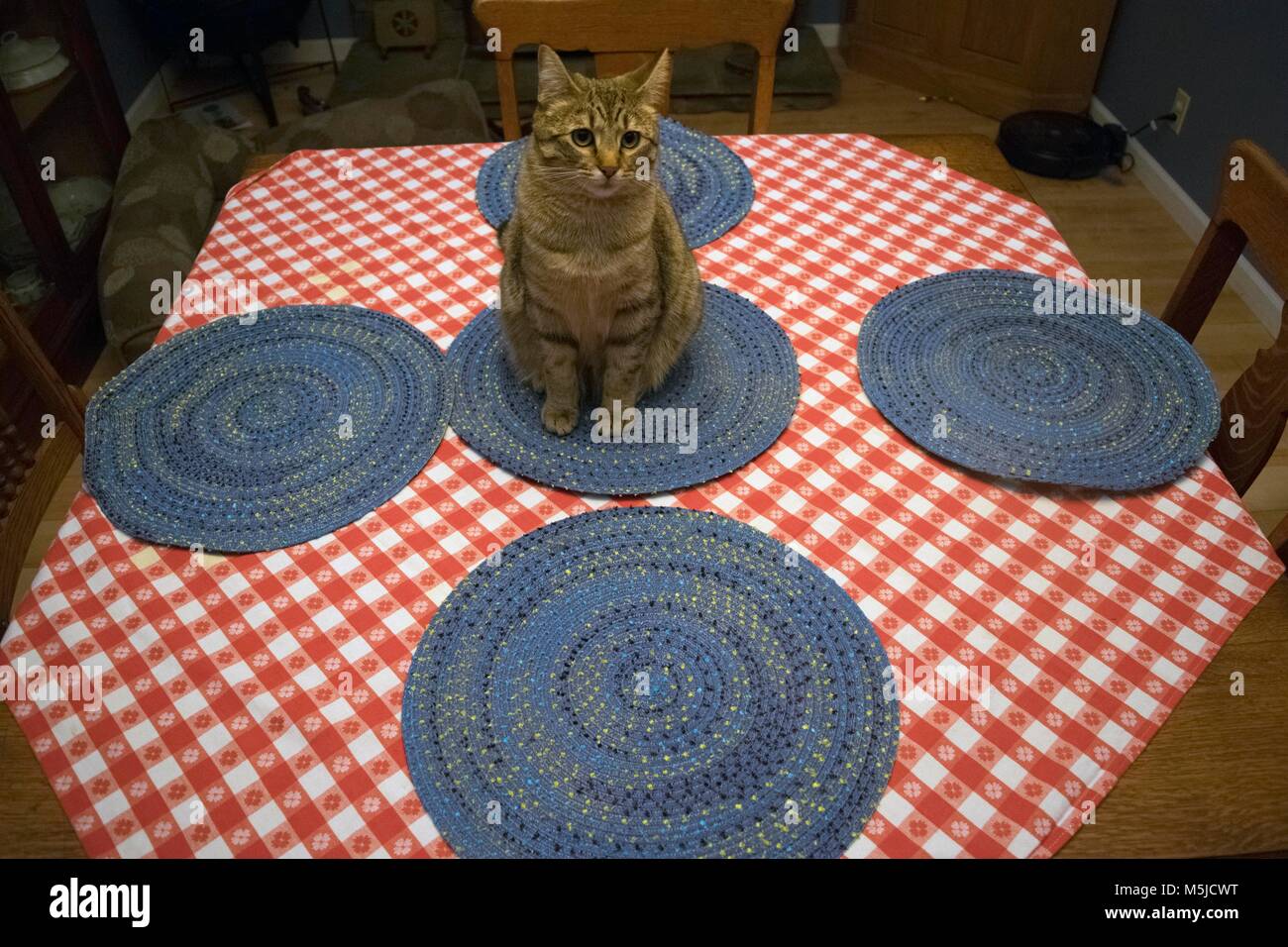 Cats in the kitchen hi-res stock photography and images - Alamy