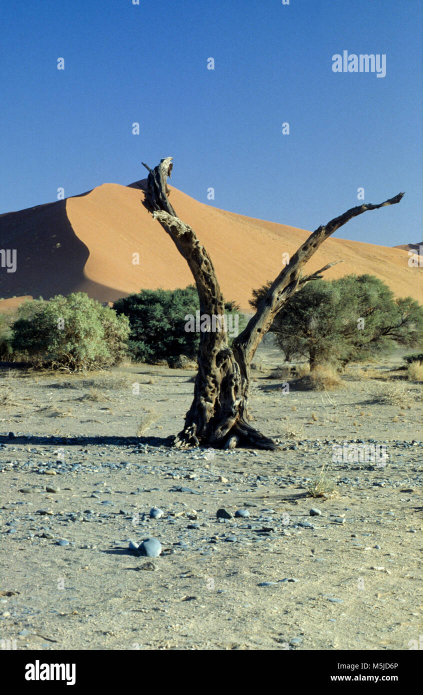 Dead tree in Sossusvlei near Sesriem in famous Namib Desert in Namibia ...