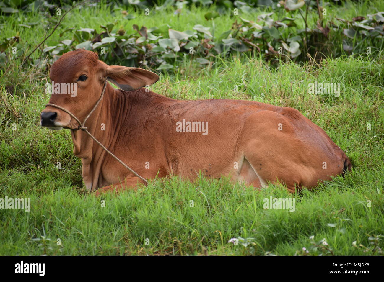 A brown cow lying on green rice field in Hoi An in Vietnam, Asia Stock ...