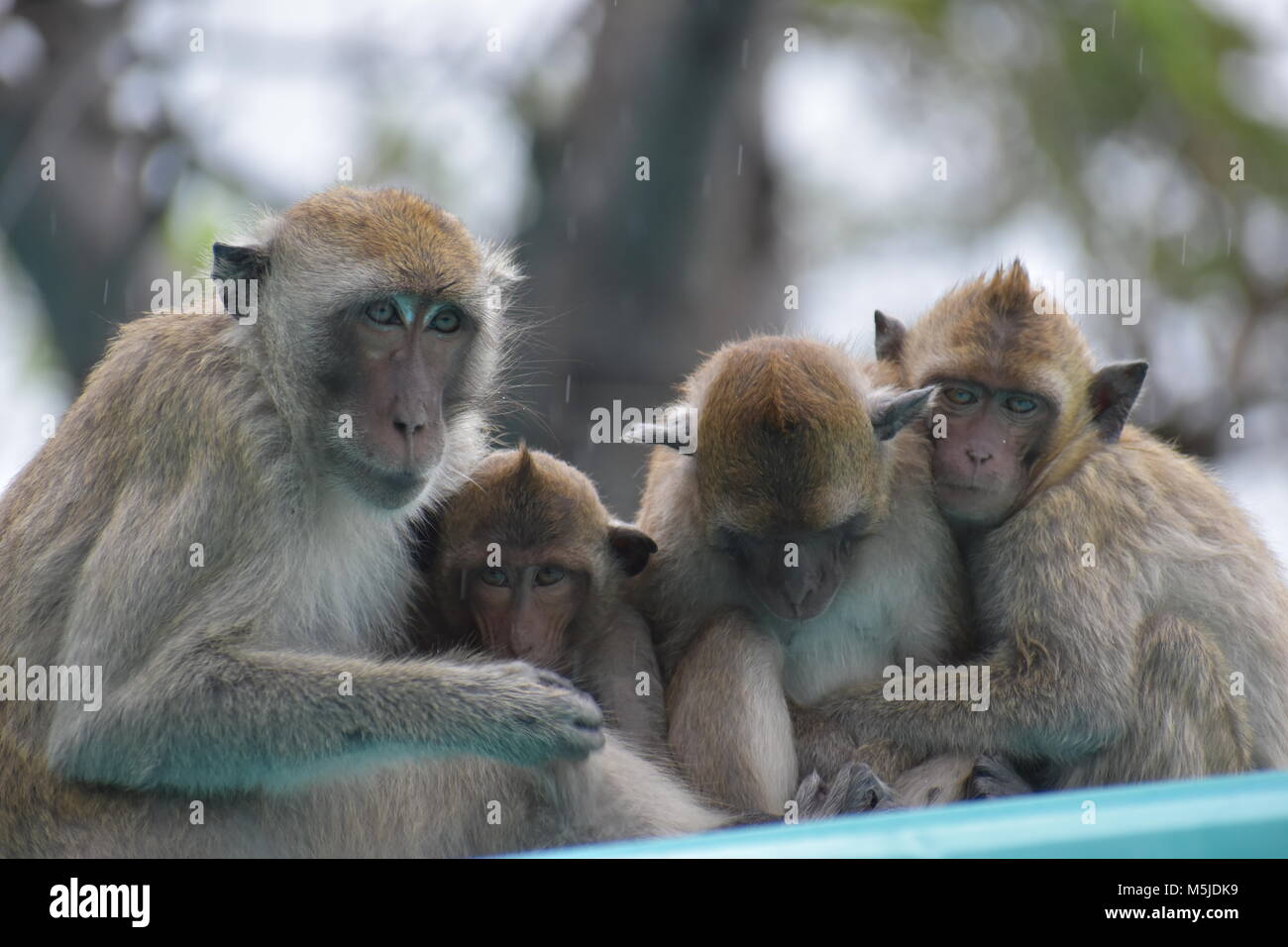 Closeup of a cute monkey family at the monkey mountain Khao Takiab in ...