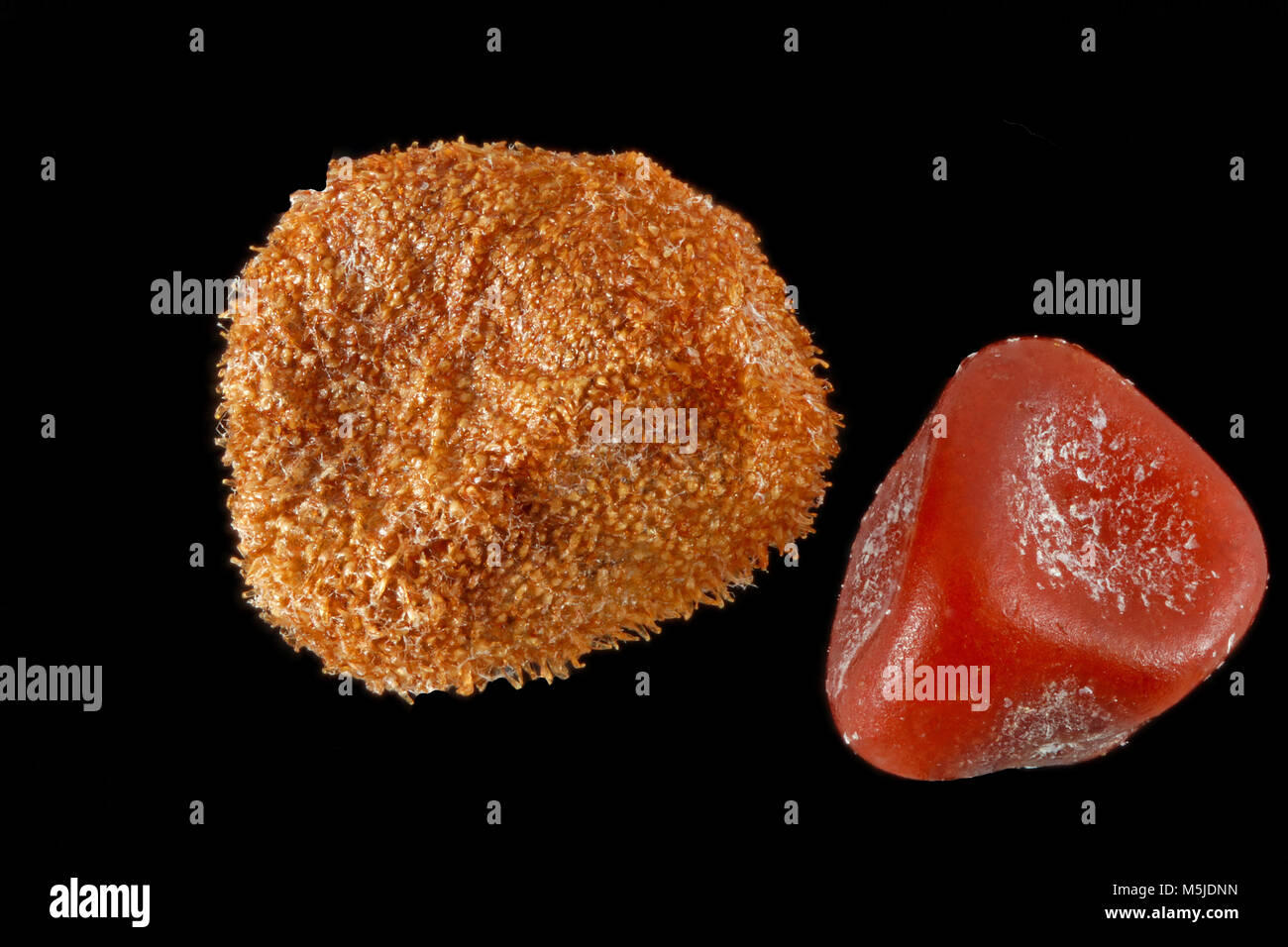 Cistus albidus, Grey leaved cistus, Weissliche Zistrose, seeds, close ...
